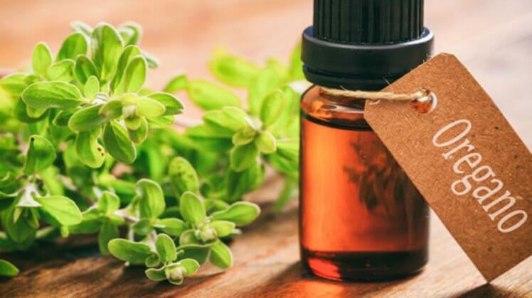 Ulje divljeg origana - kako piti, gdje kupiti i nuspojave - MaminSvijet.hr