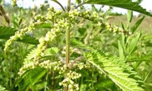 Ambrozija - simptomi alergije, kako ih prepoznati, spriječiti i ...